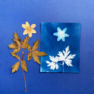 Cyanotypi Kit - Sådan laver du cyanotypi – Mai-Britt Amsler